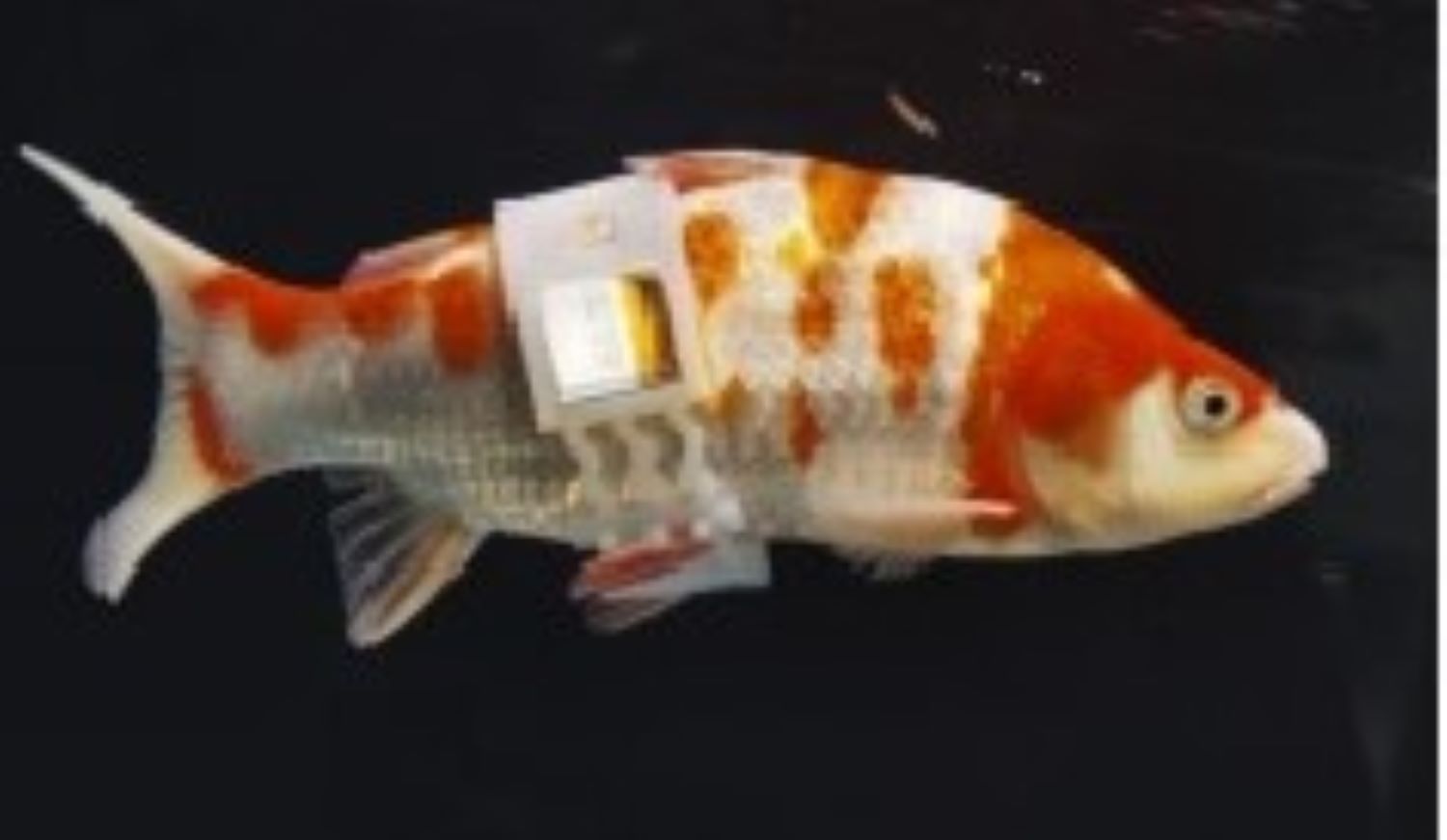 Wearable electronic vest turns fish into underwater spies